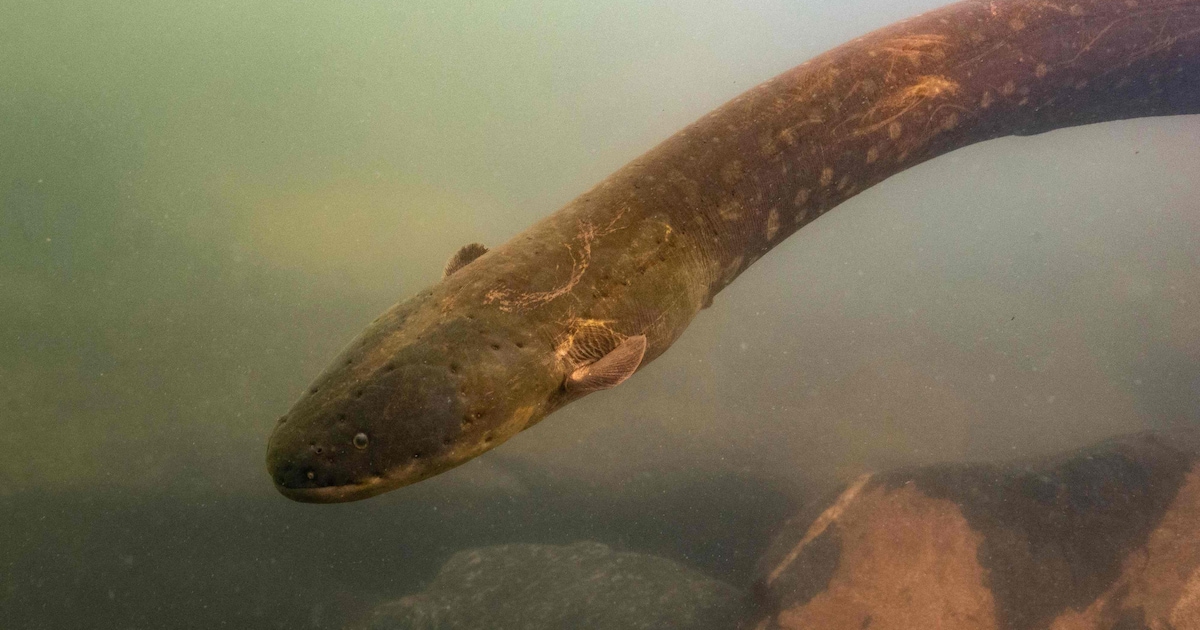 Nieuw ontdekte sidderaal geeft stroomstoten zo sterk als een taser | Trouw