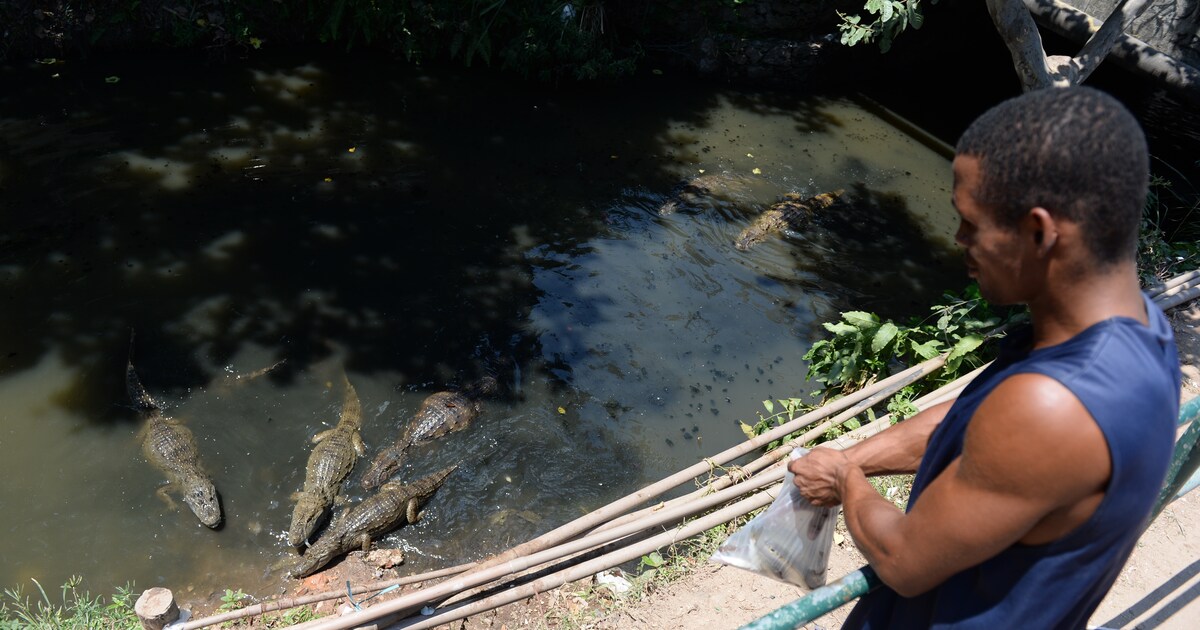 Om te kunnen overleven in Rio moet de kaaiman een superheld zijn | Trouw