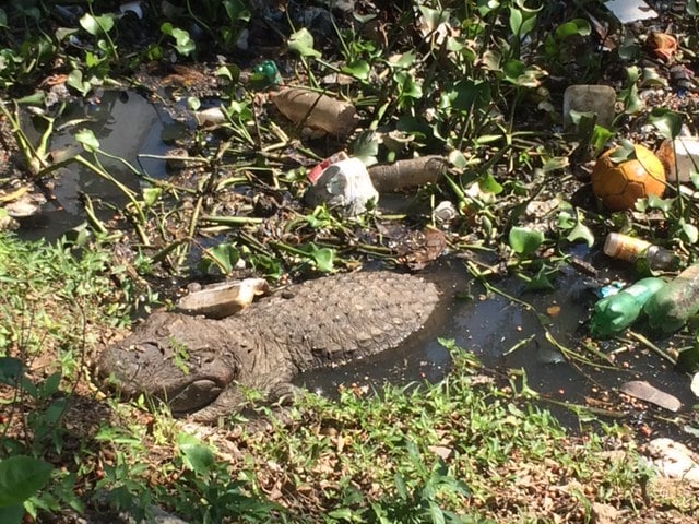 Om te kunnen overleven in Rio moet de kaaiman een superheld zijn | Trouw