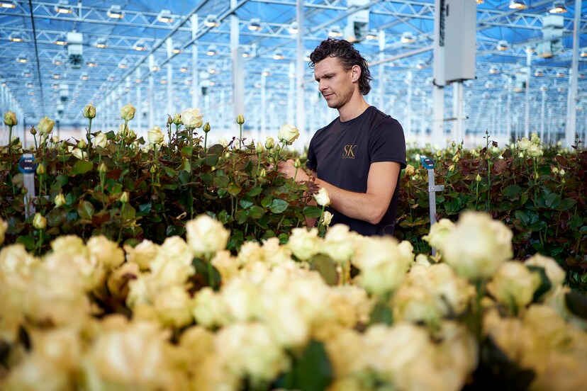 Tuinders moeten van het aardgas af, maar waar komt dan de stroom ...