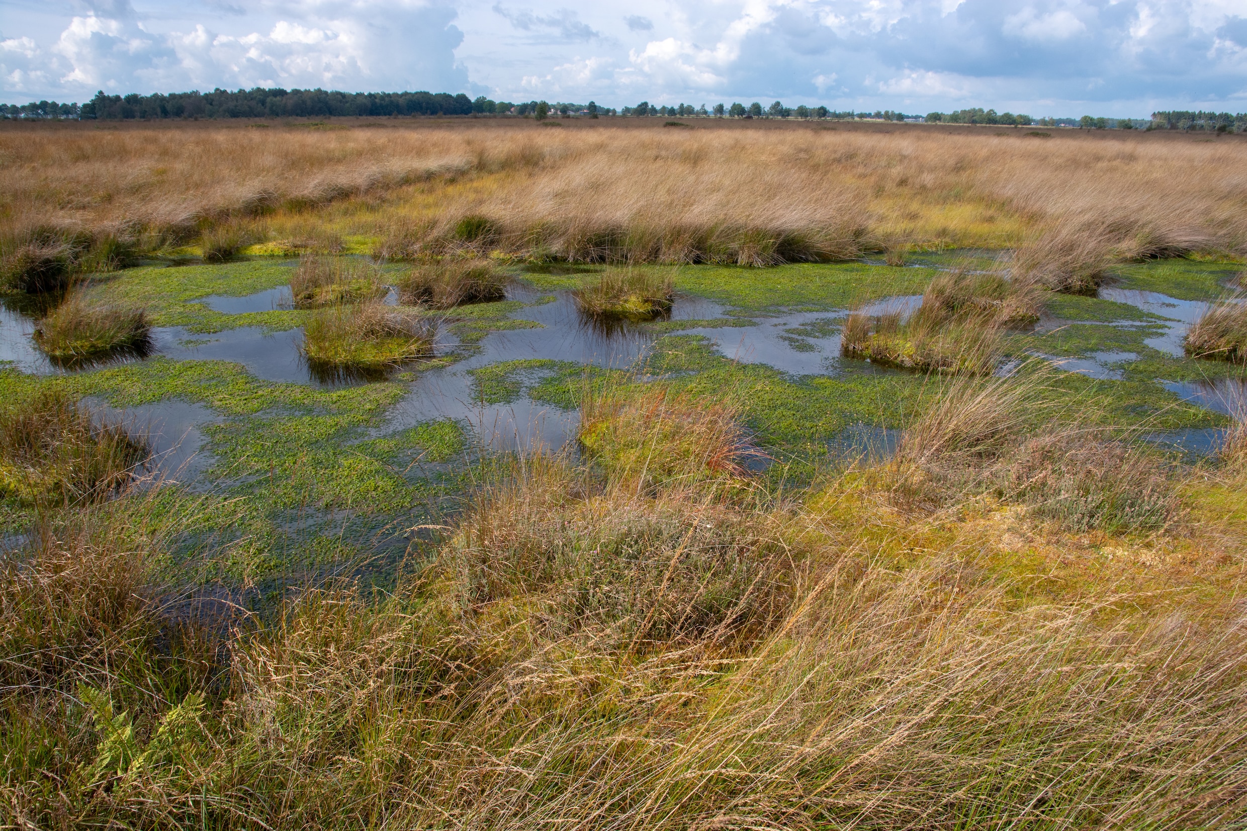 Het hoogveen is niet dood, het leeft - en herstel is nodig | Trouw