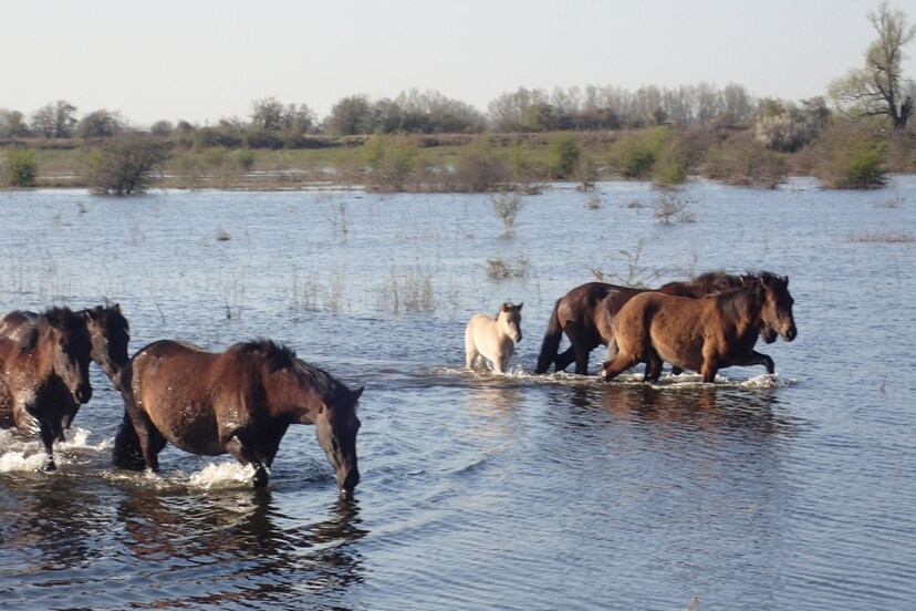 Op pad met stichting Ark, die al dertig jaar wilde natuur met succes ...