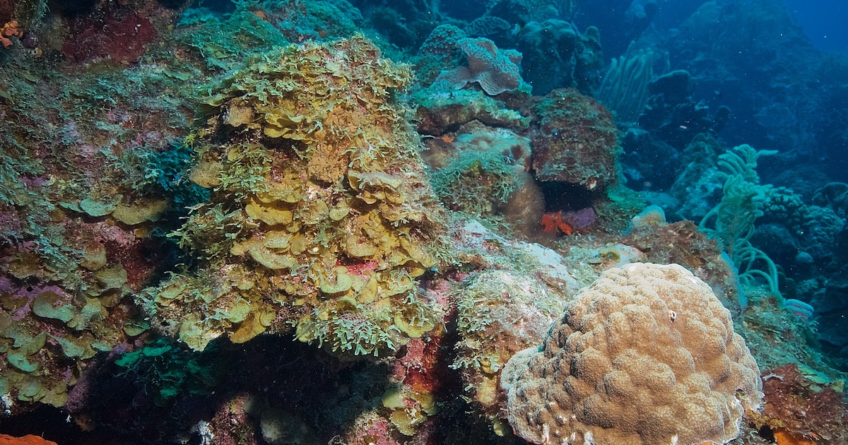 Het kroonjuweel van Caribisch Nederland verbleekt | Trouw
