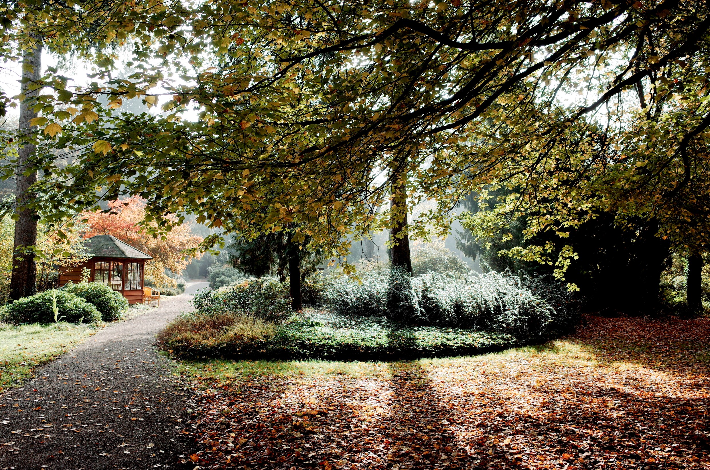 Klimaatverandering heeft de status van de boom getransformeerd: bomen ...