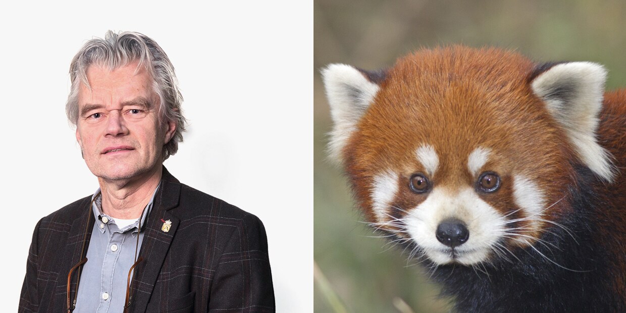 Het verschil tussen de rode panda en rode panda zit in het DNA | Trouw