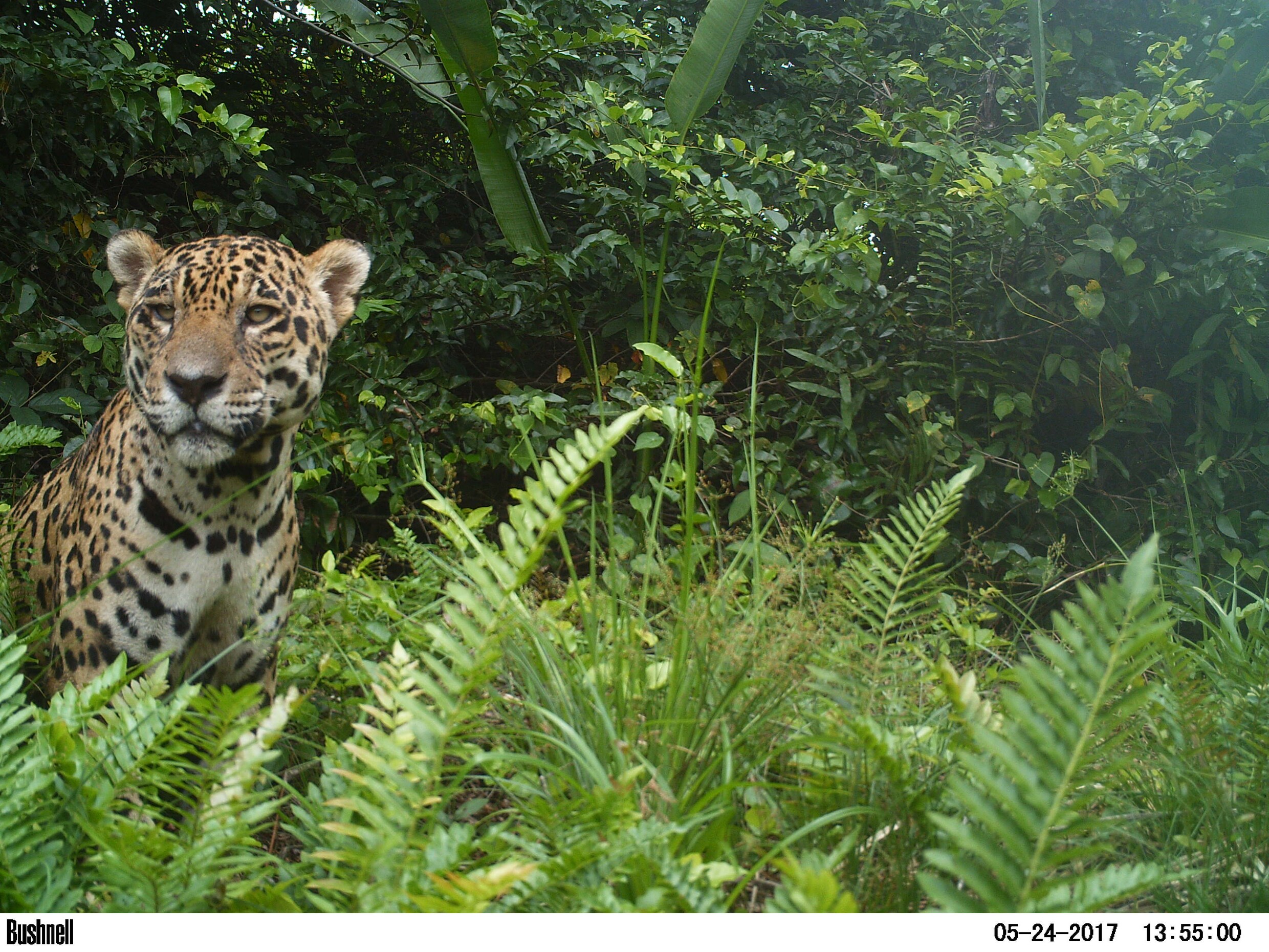 De blauwkeelara en jaguar vallen in de prijzen, dankzij Tjalle Boorsma ...