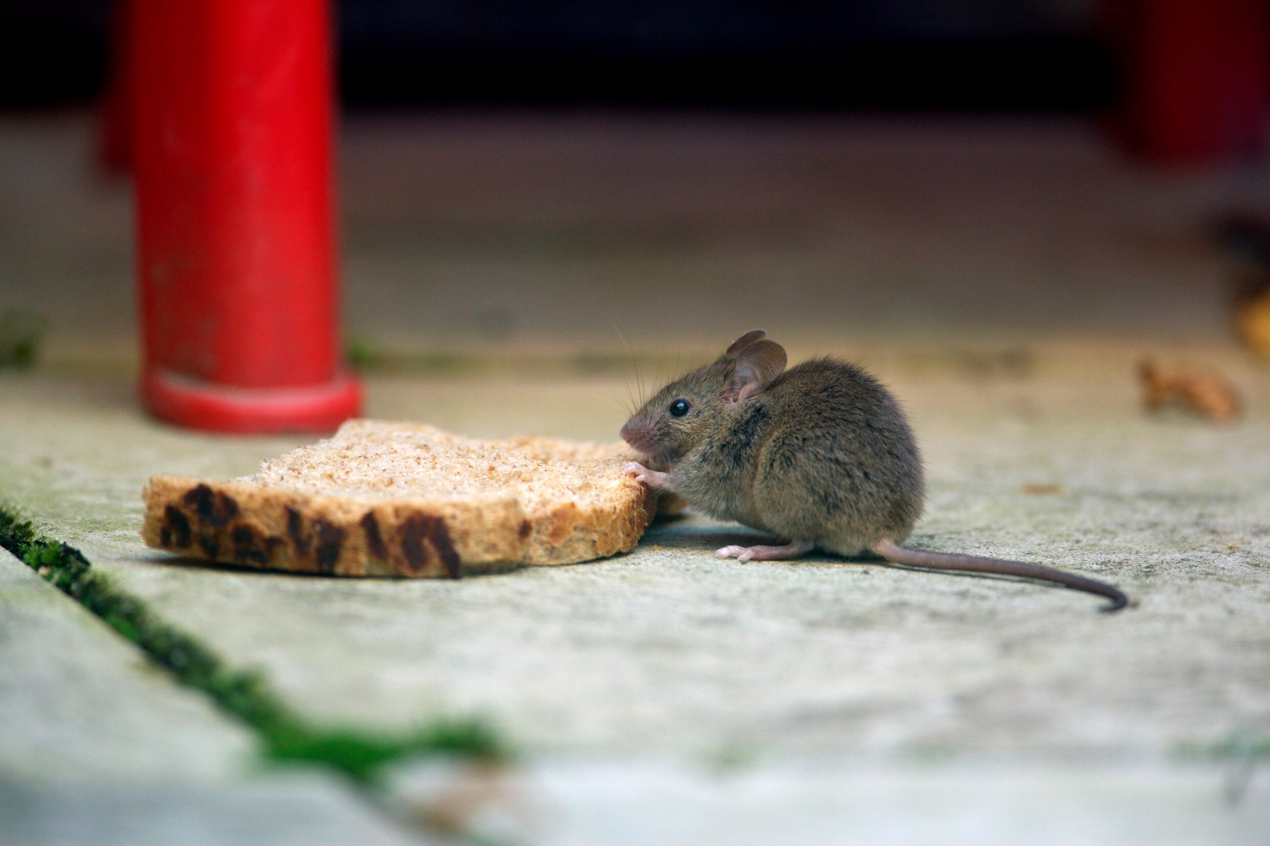 Hoe wijs je muizen en zilvervisjes diervriendelijk de deur? | Trouw
