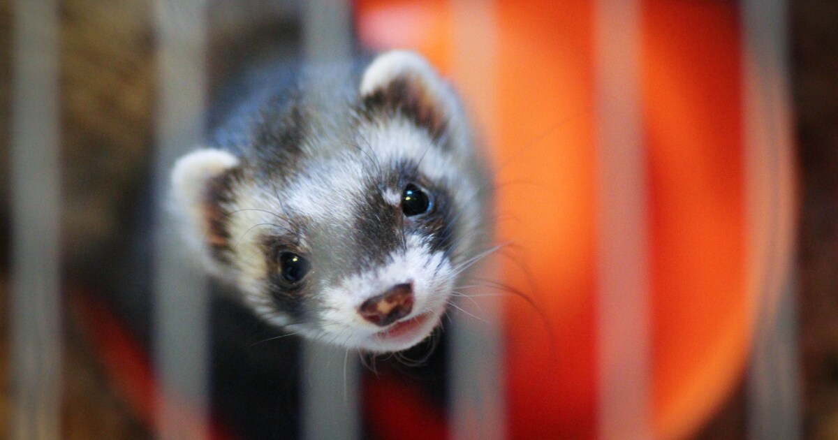 Neusspray houdt corona tegen bij fretten, en hopelijk straks ook bij ...