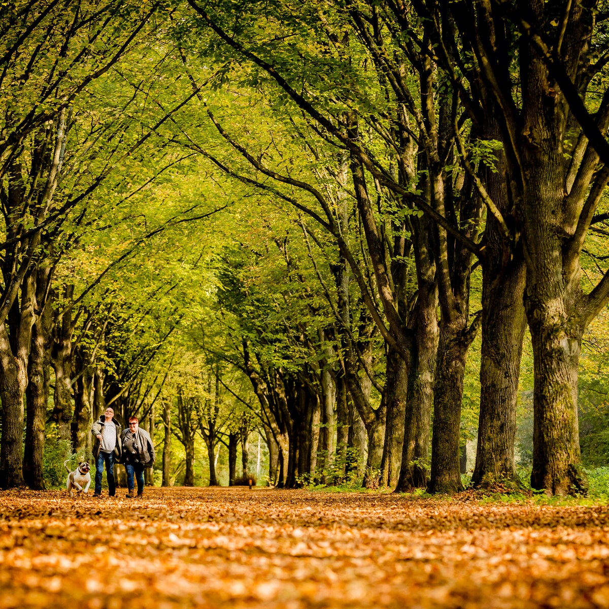 Achtergrond Conheceu Boom Bomen Achtergrond Afbeeldingen Gratis