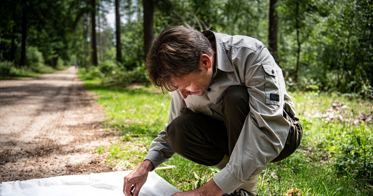 Deze app houdt de oprukkende teek in de gaten | Trouw