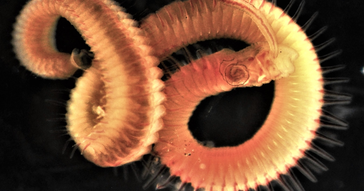 Nieuwe worm op het wad is een plaag voor oesters | Trouw