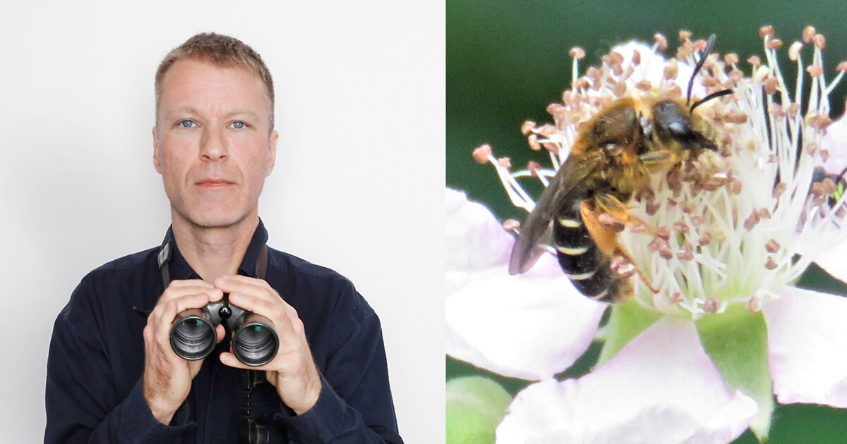 De wellustige ervaring van een bij in een braam | Trouw