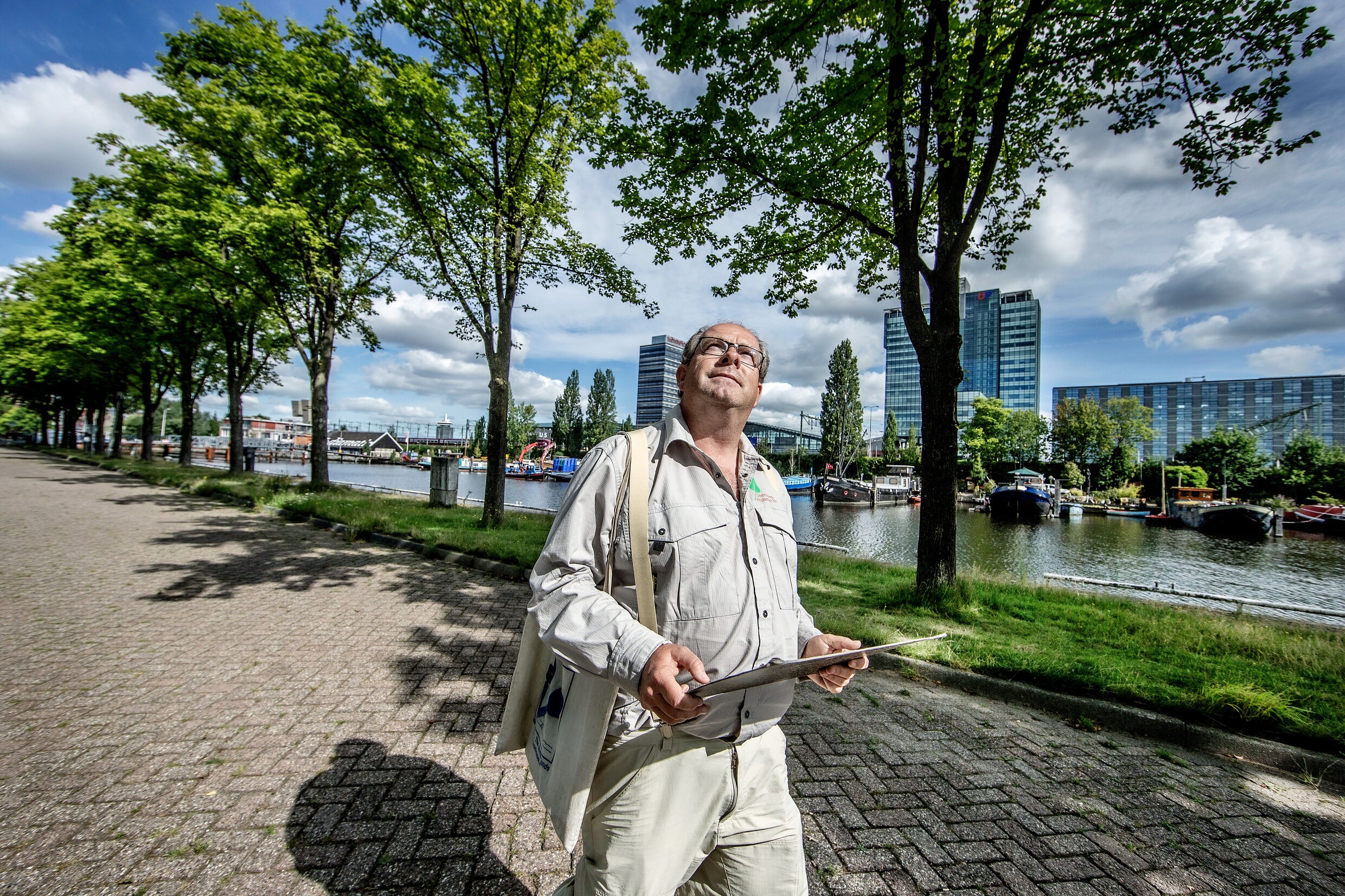 Wat is er toch aan de hand met de Amsterdamse iepen? | Trouw