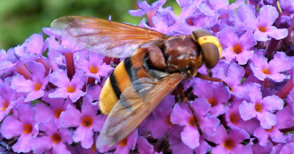Deze insecten foppen met hun wespachtige uiterlijk niet alleen Trouw ...