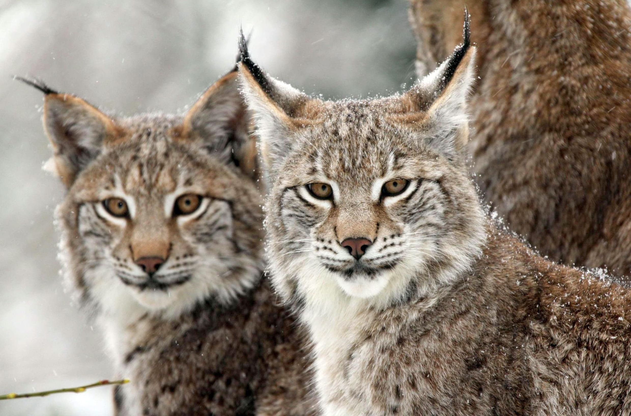 De lynx heeft het moeilijk in Europa. Toch gaat de jacht op de kat in ...