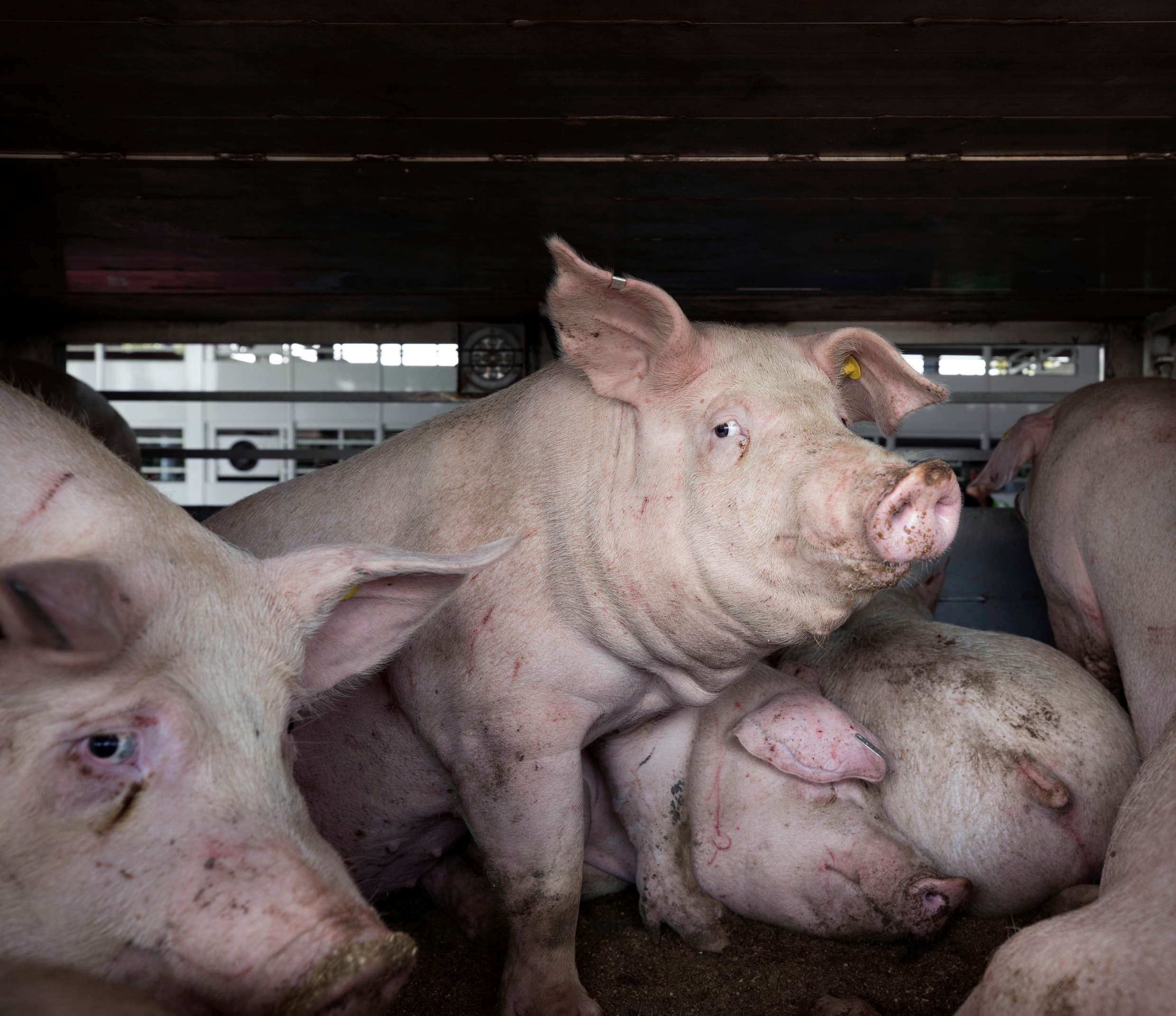 Varkens soms nog steeds levend gekookt in slachterijen | Trouw