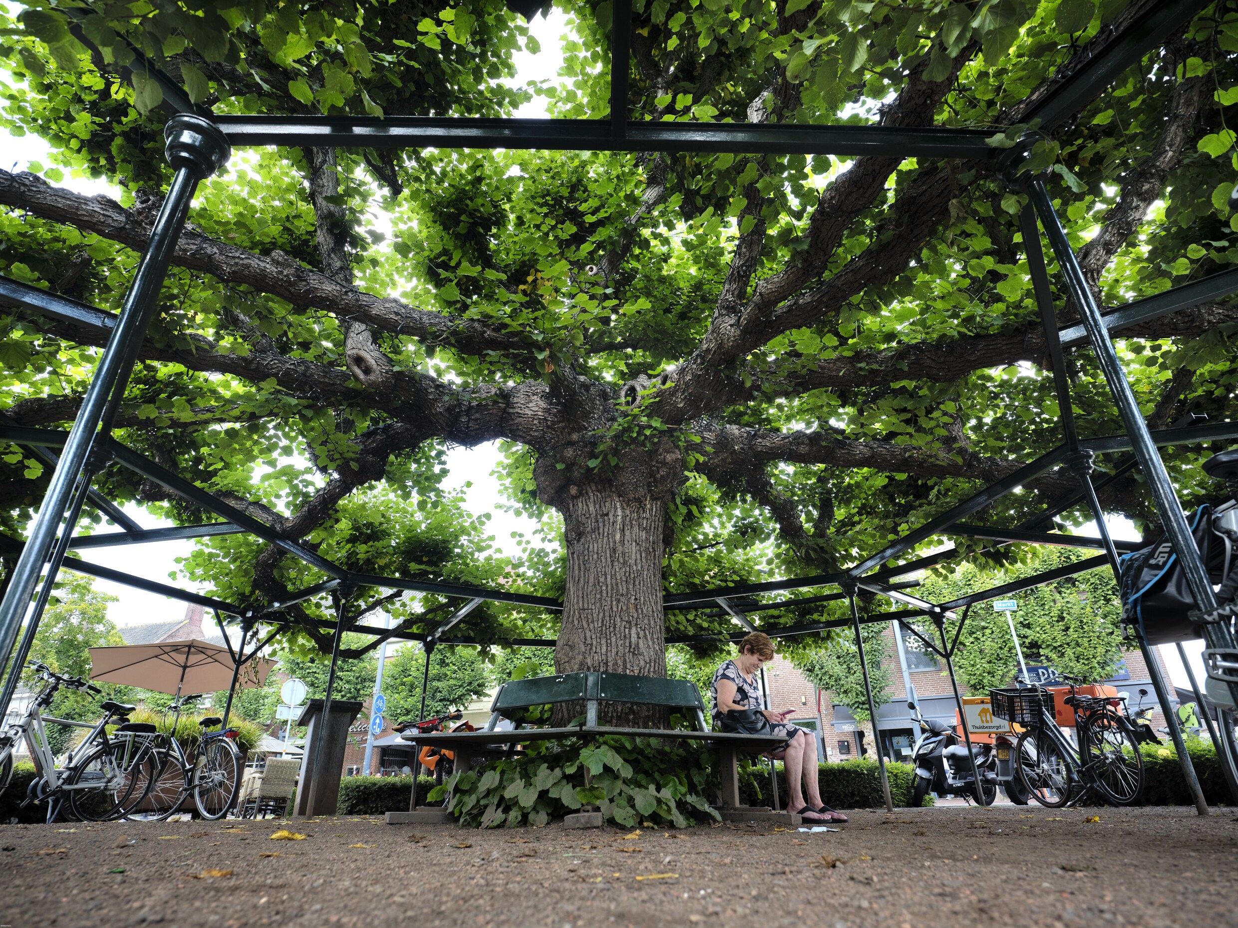 Welke boom vertelt het beste verhaal? | Trouw