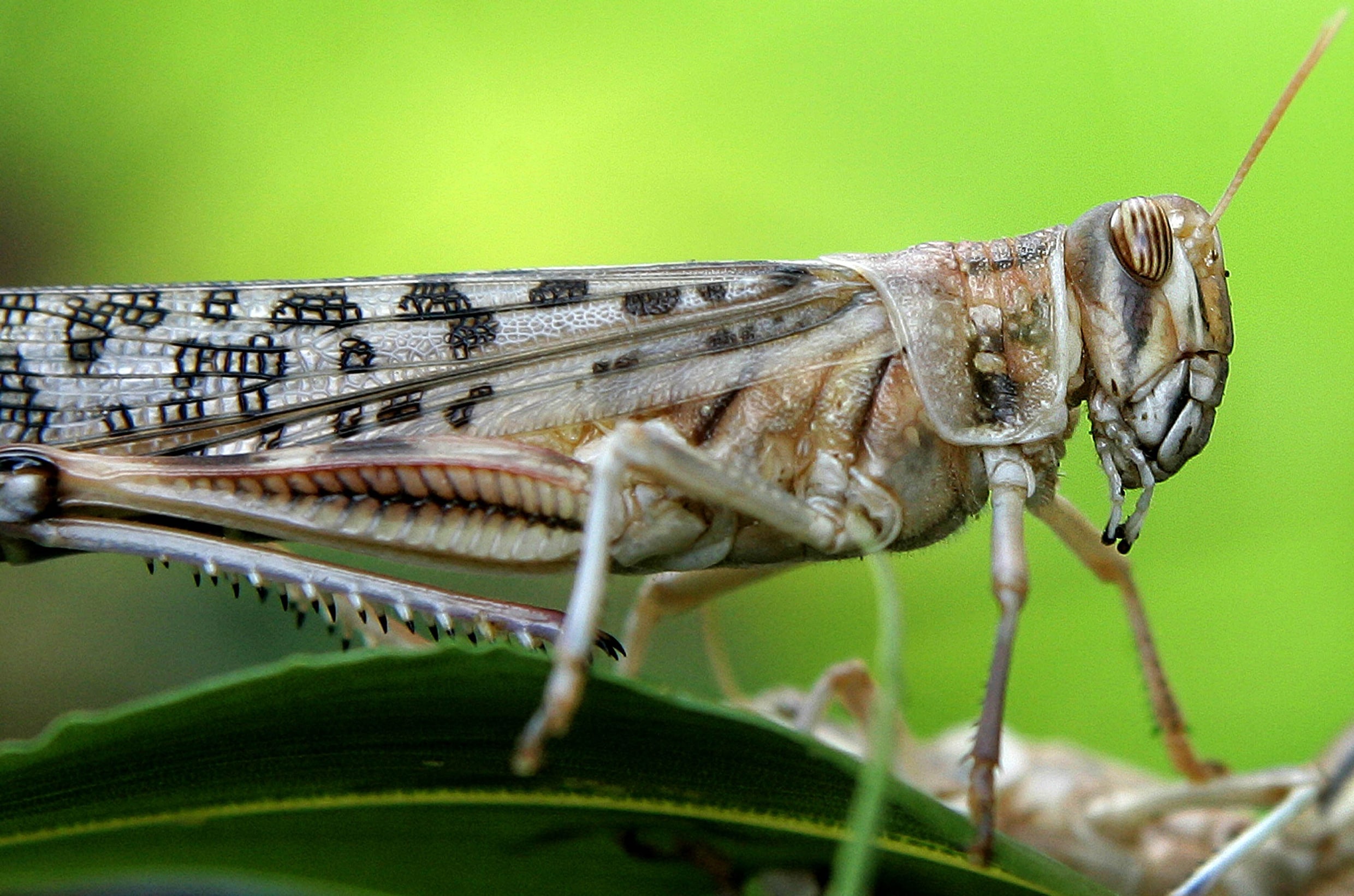 'Insecten zijn aan het verdwijnen' | Trouw