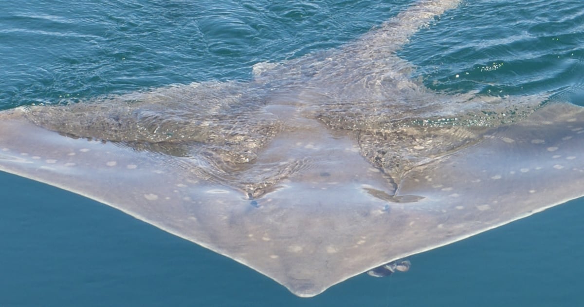Een rog van 2 meter, wanneer zien we die terug in de Noordzee? | Trouw