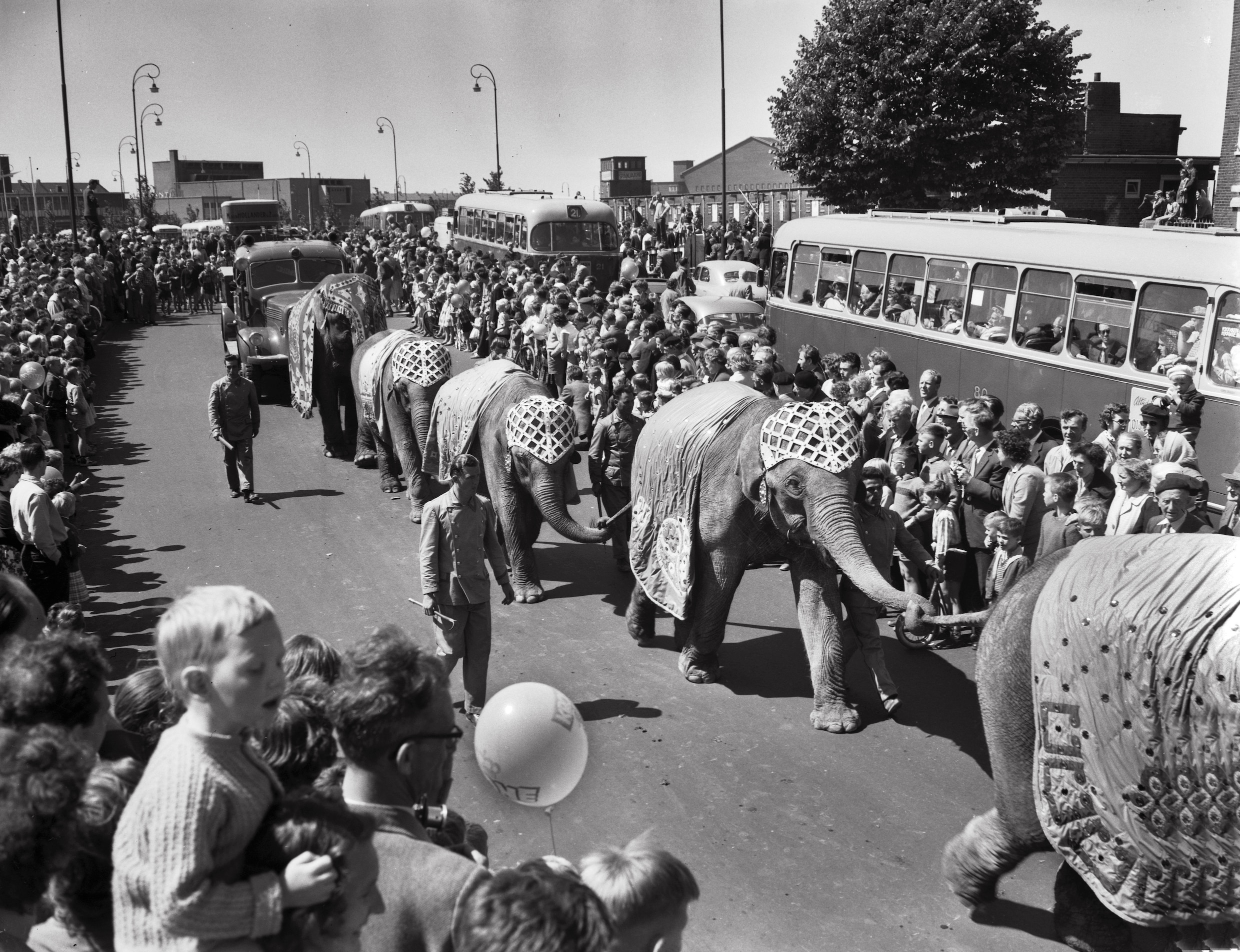 Deze prachtige foto’s over de geschiedenis van de olifant zeggen vooral ...