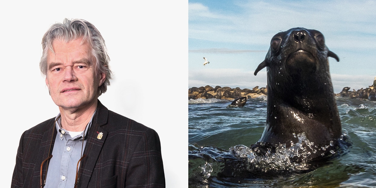 De natuur is wreed voor de Kaapse pelsrob | Trouw