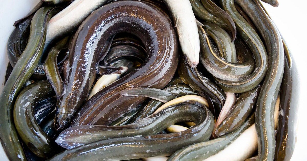 60.000 dammen en sluizen verhinderen de zwemtocht van de paling | Trouw