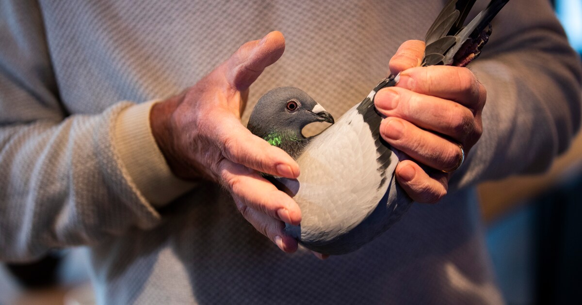 Postduif levert 1,6 miljoen euro op | Trouw