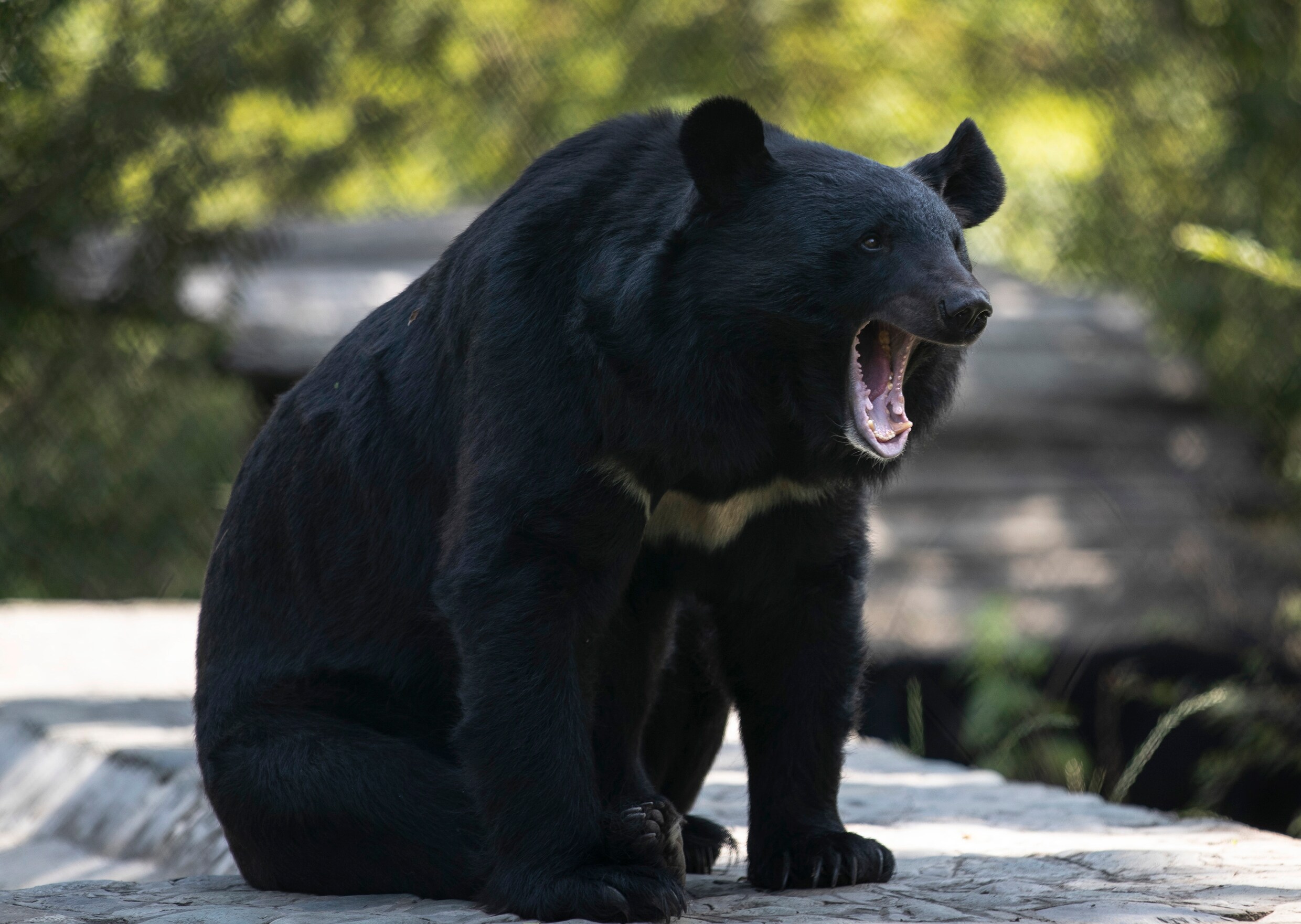 ‘Hij zal je aanvallen! Grom, grom’ Japanse rocksong waarschuwt ...