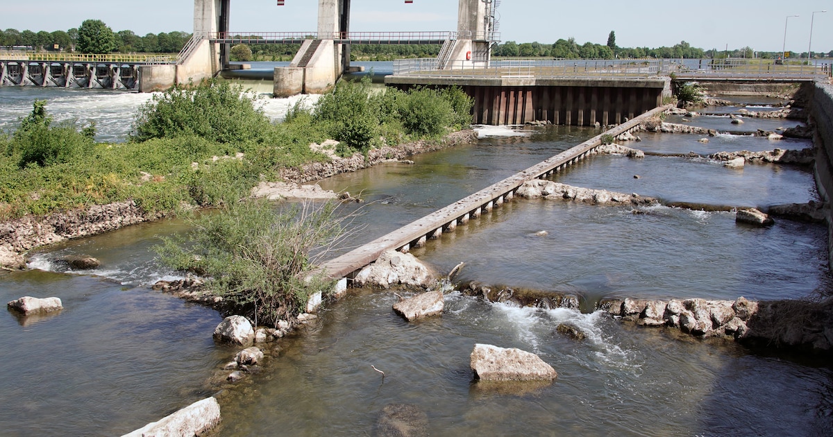 Voor een beetje stroom vermalen we vis tot sushi | Trouw