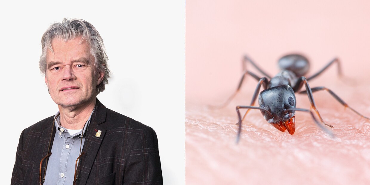 De koninginnen van deze mier kunnen elkaar uitstekend velen. En dat ...