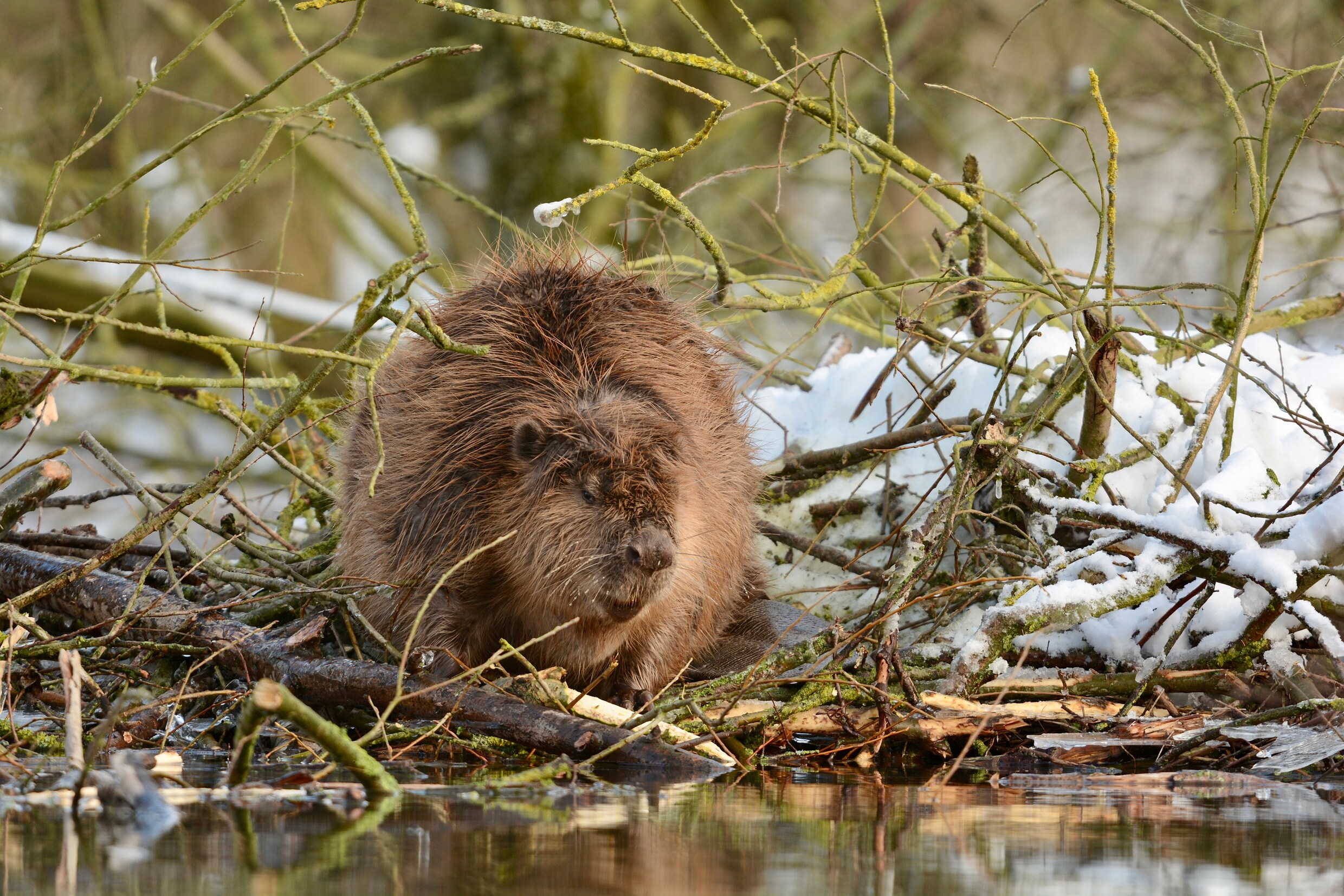 De hoestende en rochelende bever is weer beter: hij mag het bos weer in ...