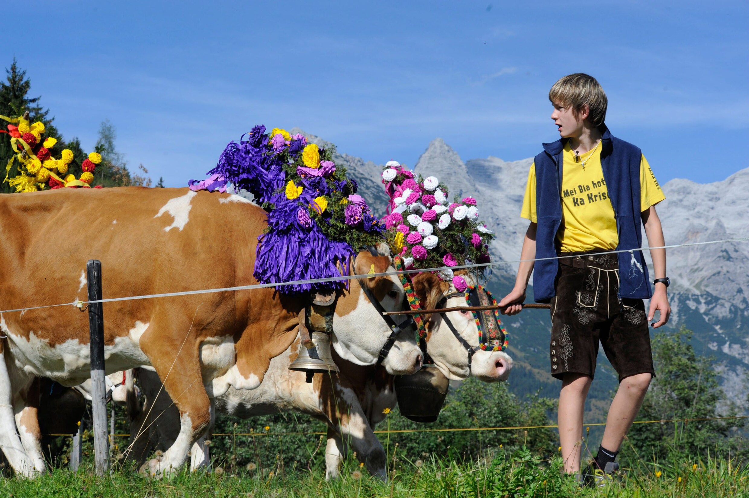 Weer ernstig koe-incident in Oostenrijk: man en hond raken gewond | Trouw