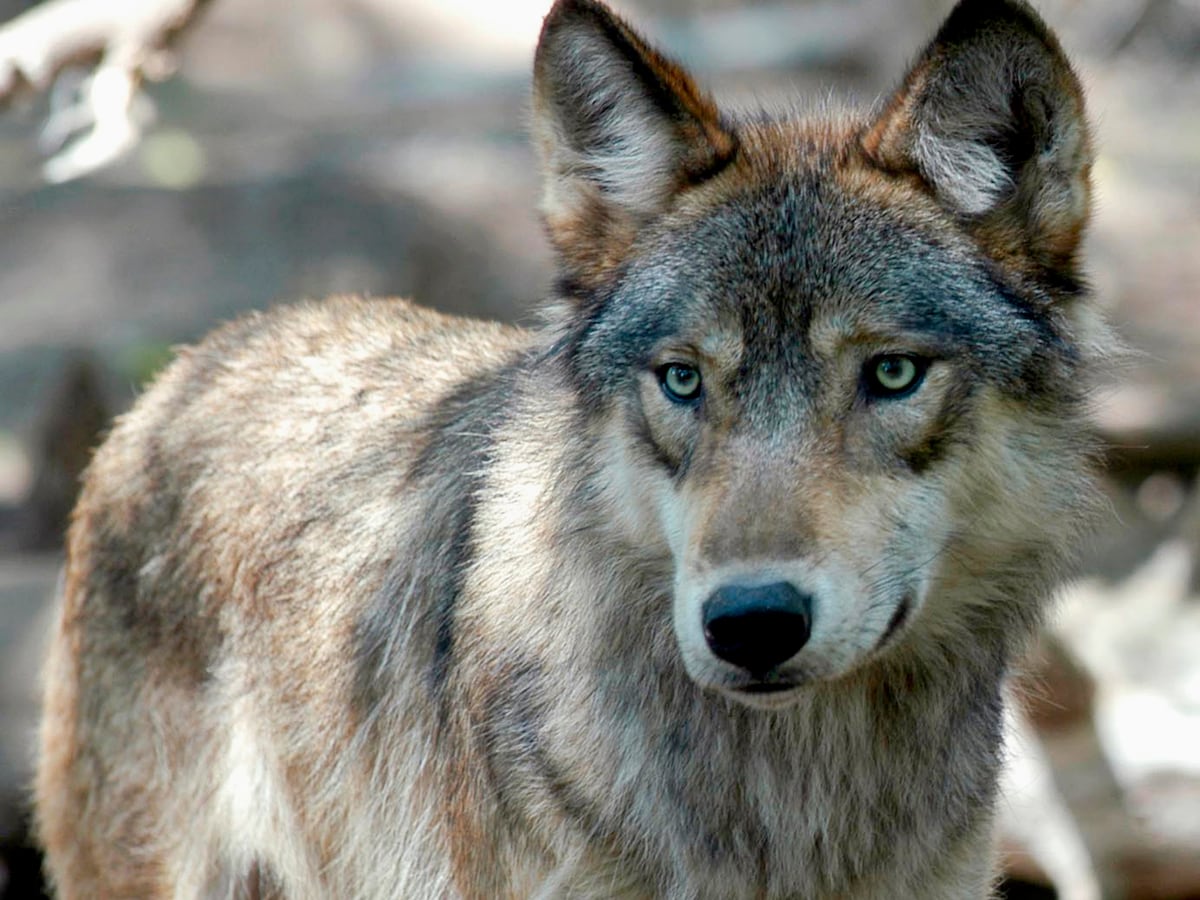De Grijze Wolf
