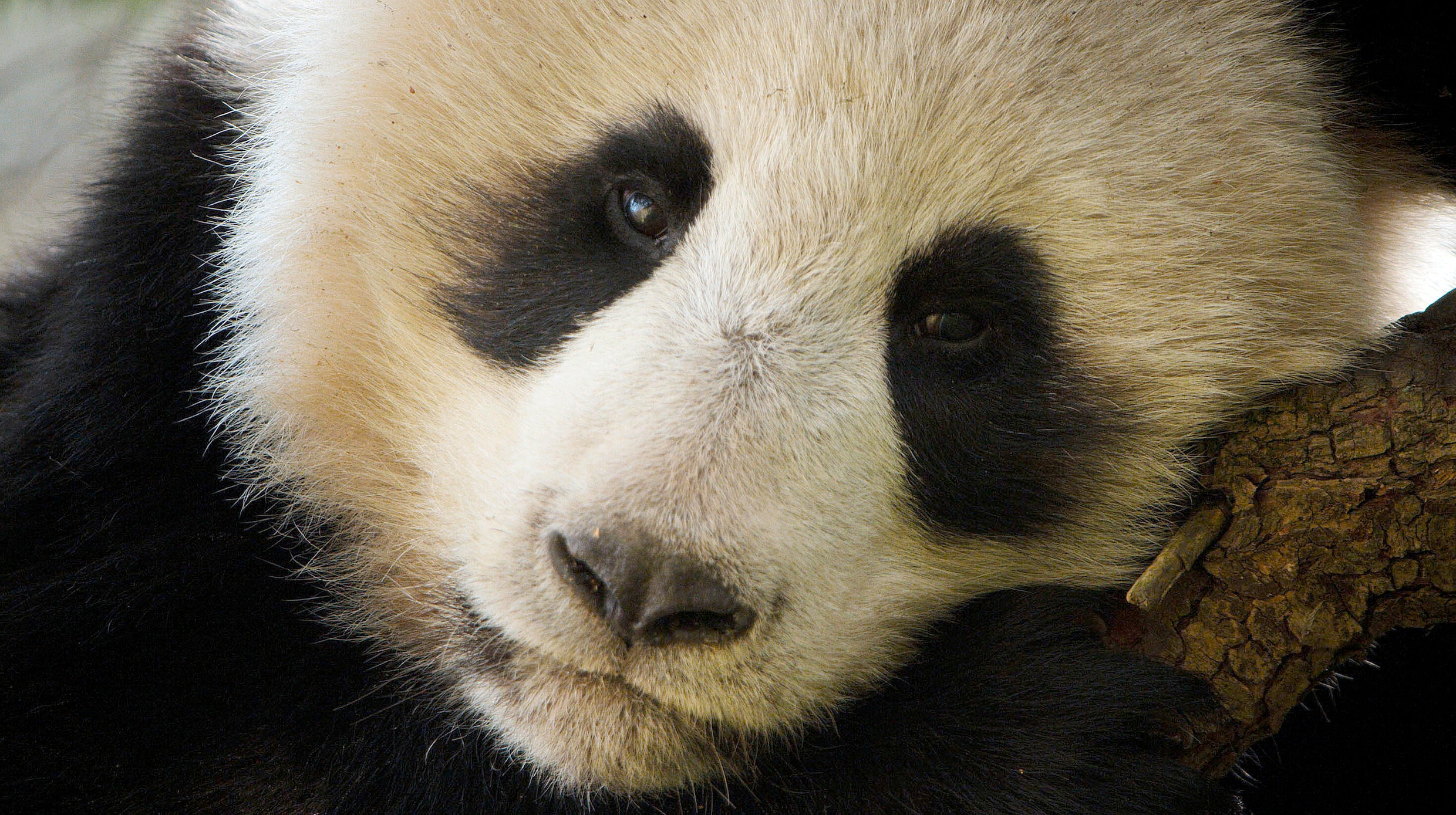 Het gaat beter met de panda: ook China ziet het dier niet meer als een ...