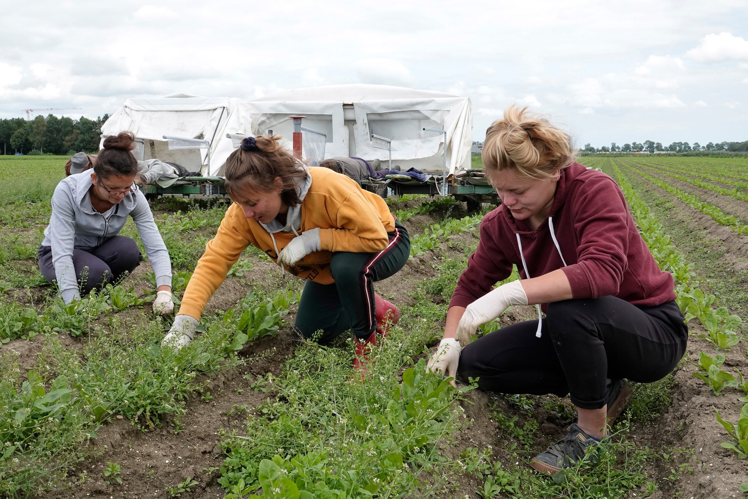Het talent van veel arbeidsmigranten wordt door Nederlandse werkgevers ...