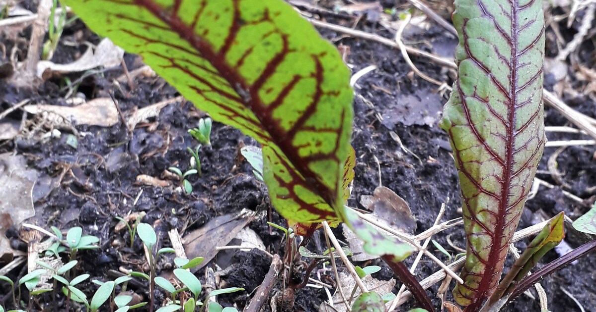 Met zijn bloedrode nerven is de bloedzuring een lust voor het oog, en ...