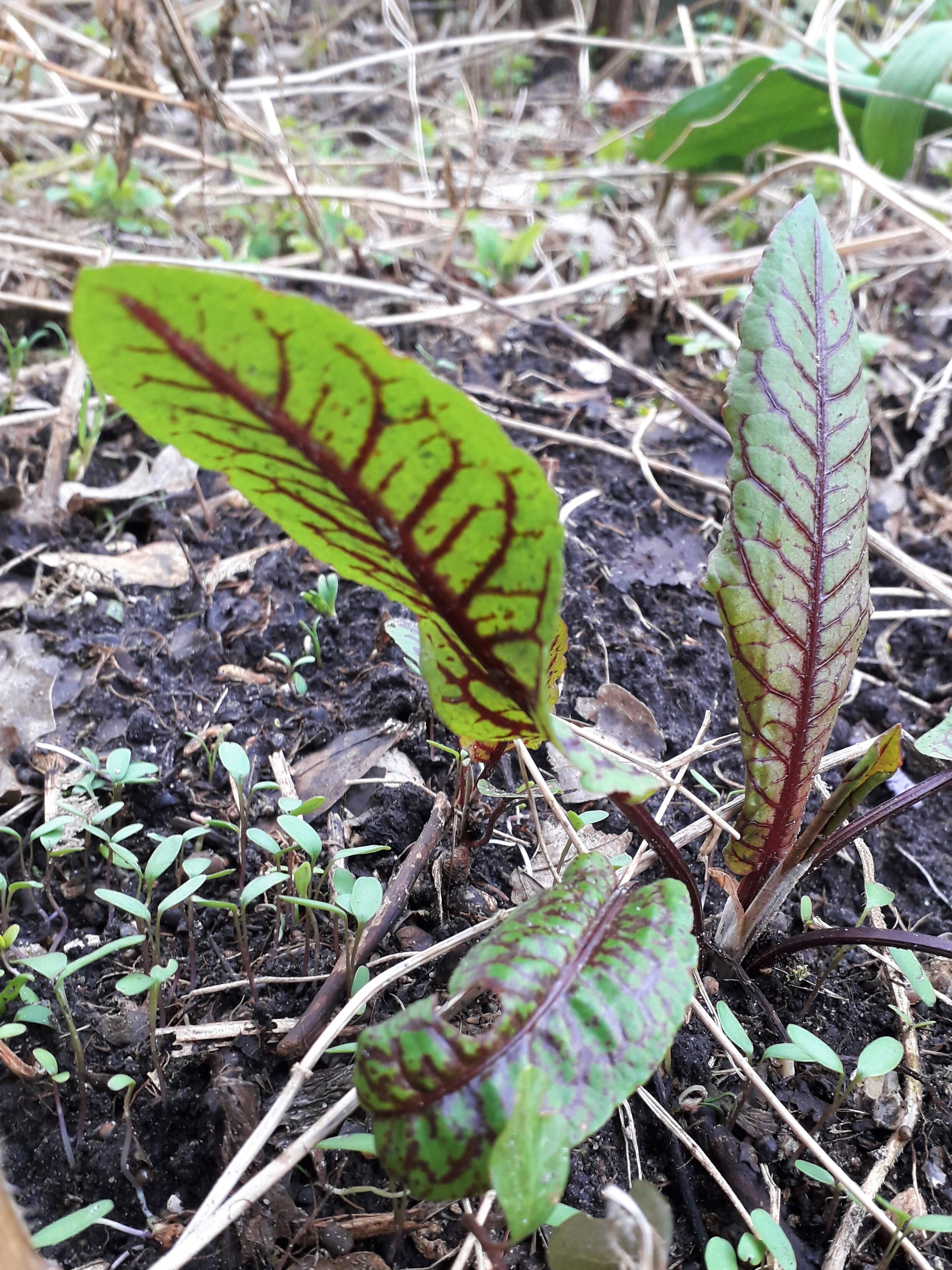 Met zijn bloedrode nerven is de bloedzuring een lust voor het oog, en ...