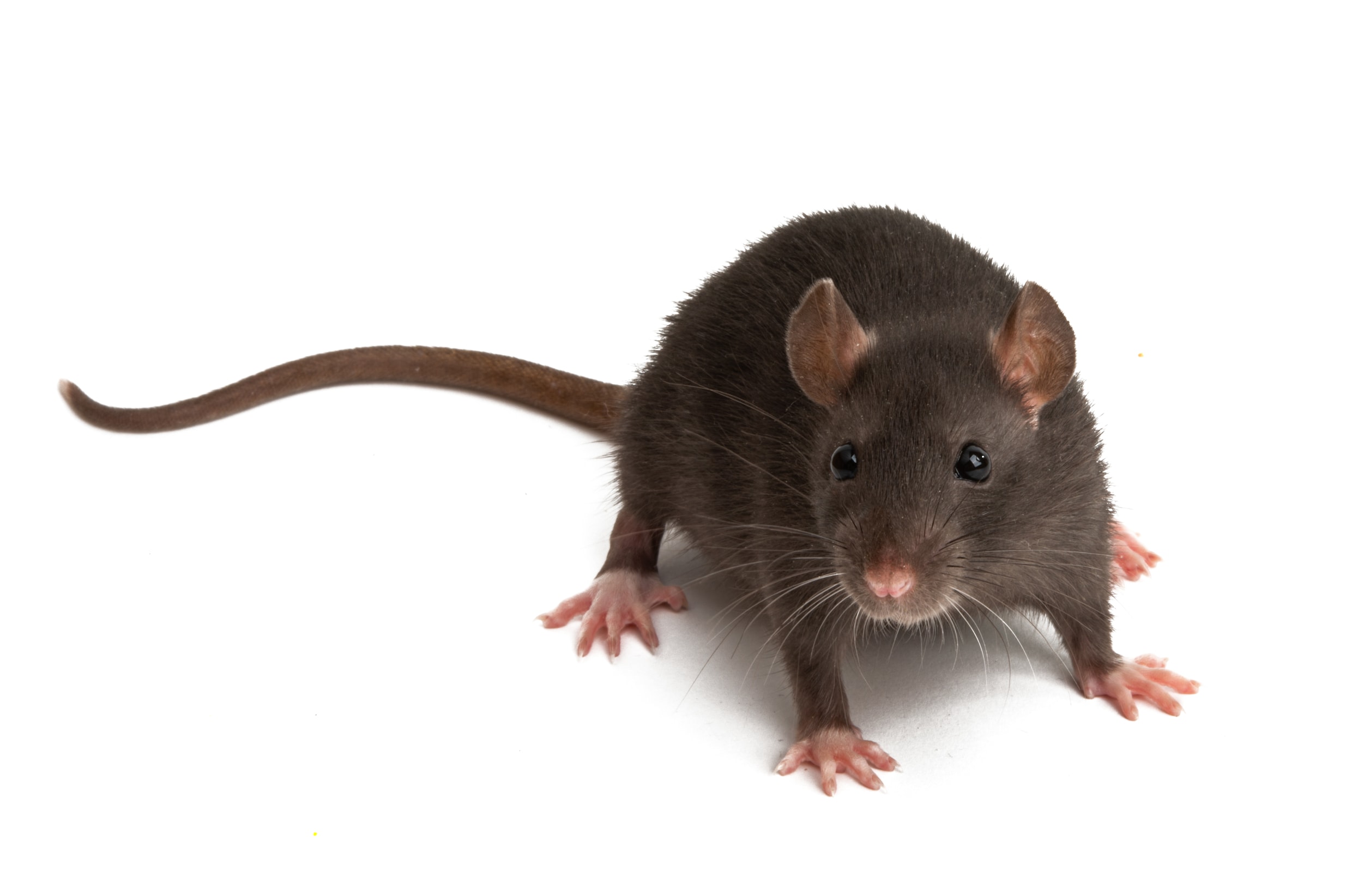 Hoe wijs je muizen en zilvervisjes diervriendelijk de deur? | Trouw