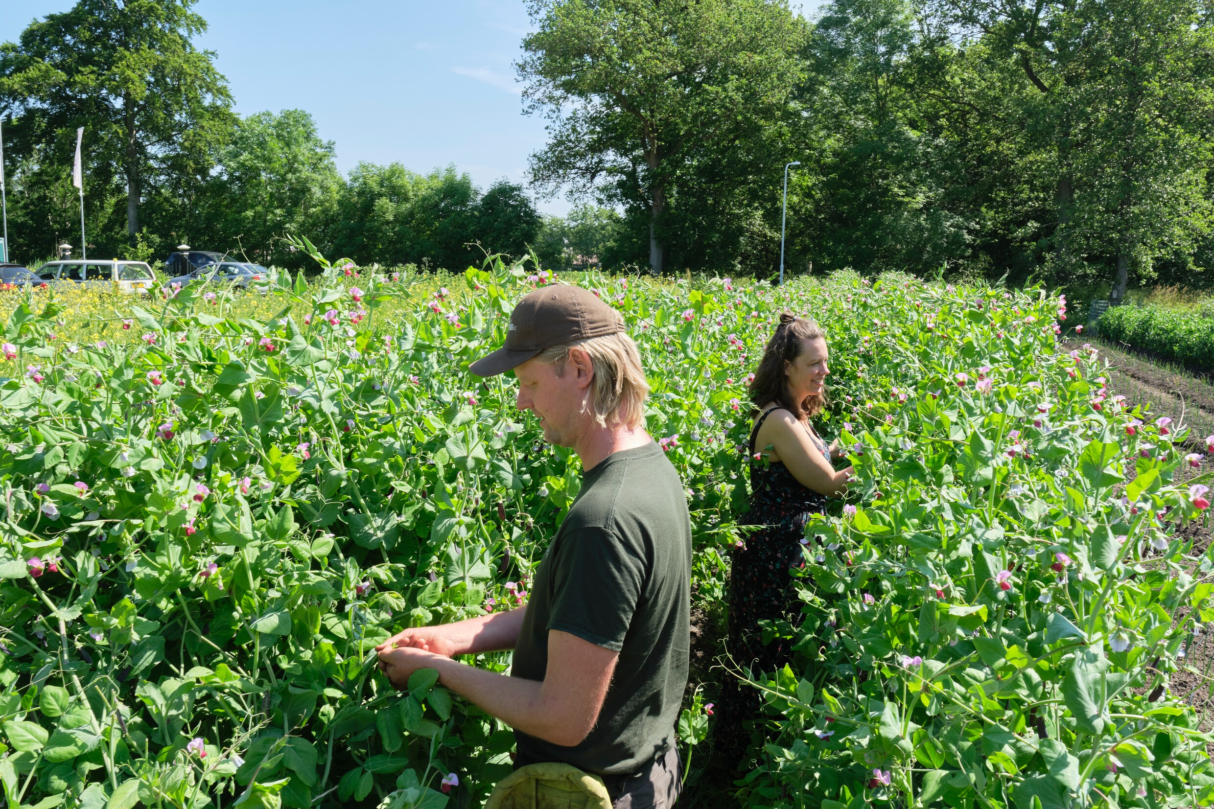Kleine akker, grote inkomsten? Deze microfarmers geloven dat het kan ...