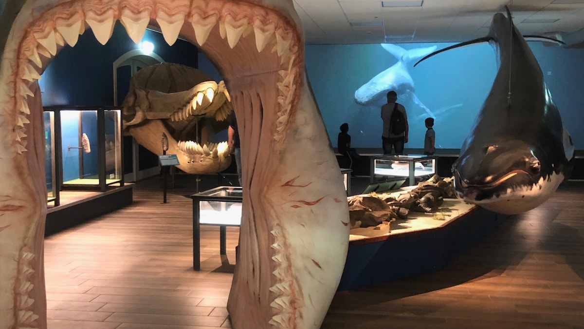 Reuzenhaai Megalodon Megalodon: Gigahaai Met Flinke Vinnen KIJK