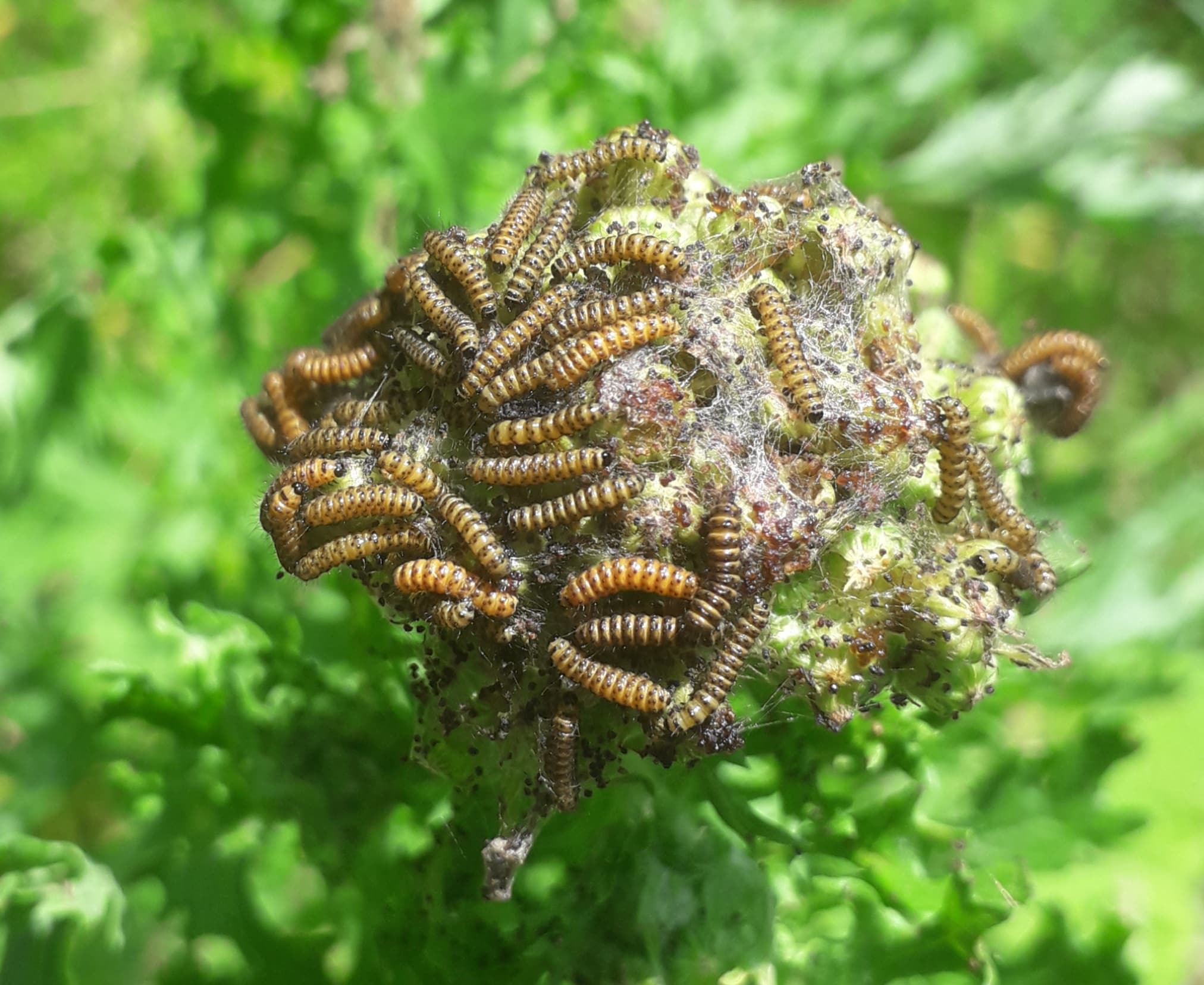 Het jakobskruiskruid is vergeven van de rupsjes | Trouw