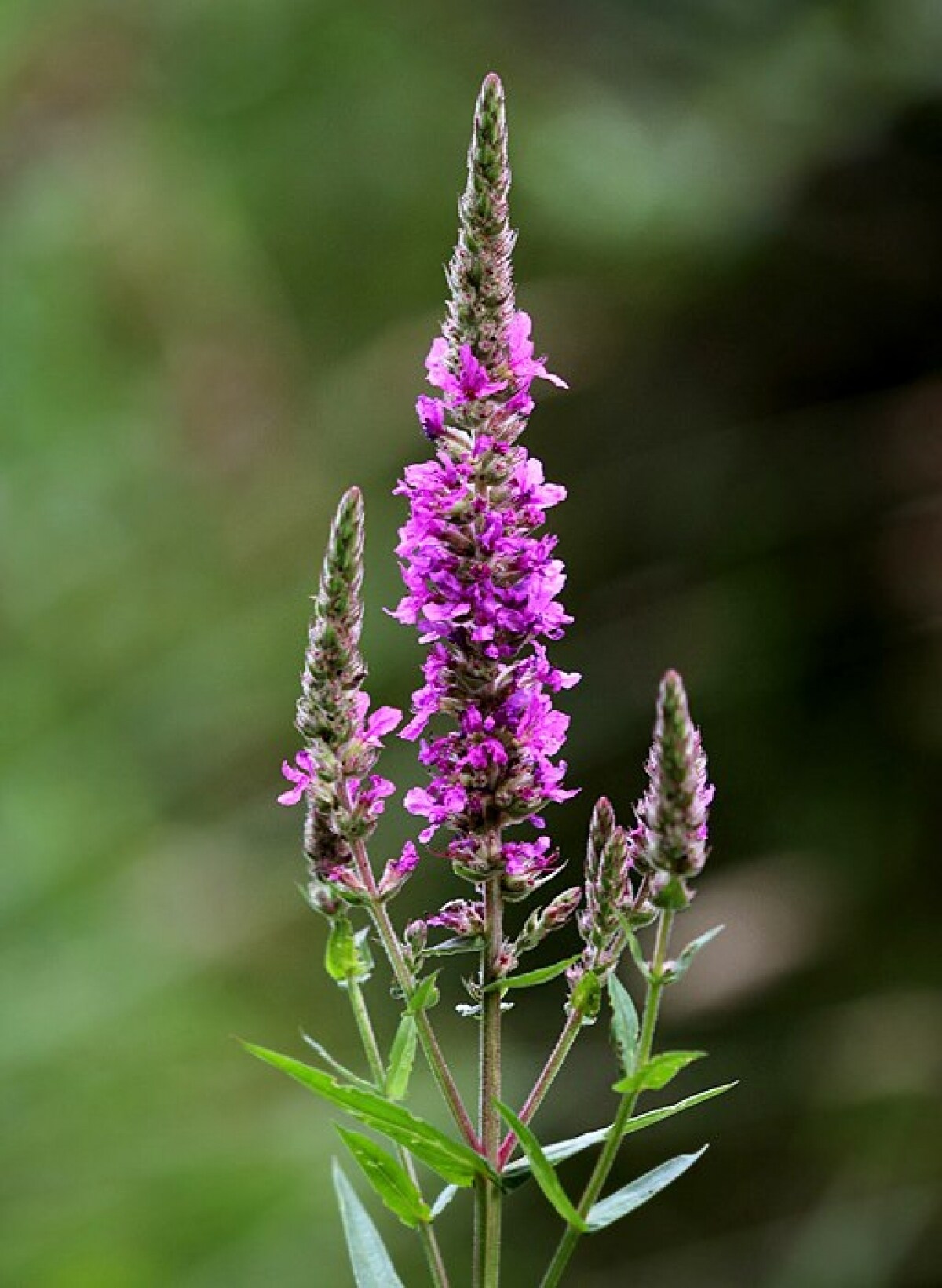 Wolkbreuken komen vaker voor. Zo maak je je eigen buienborder | Trouw