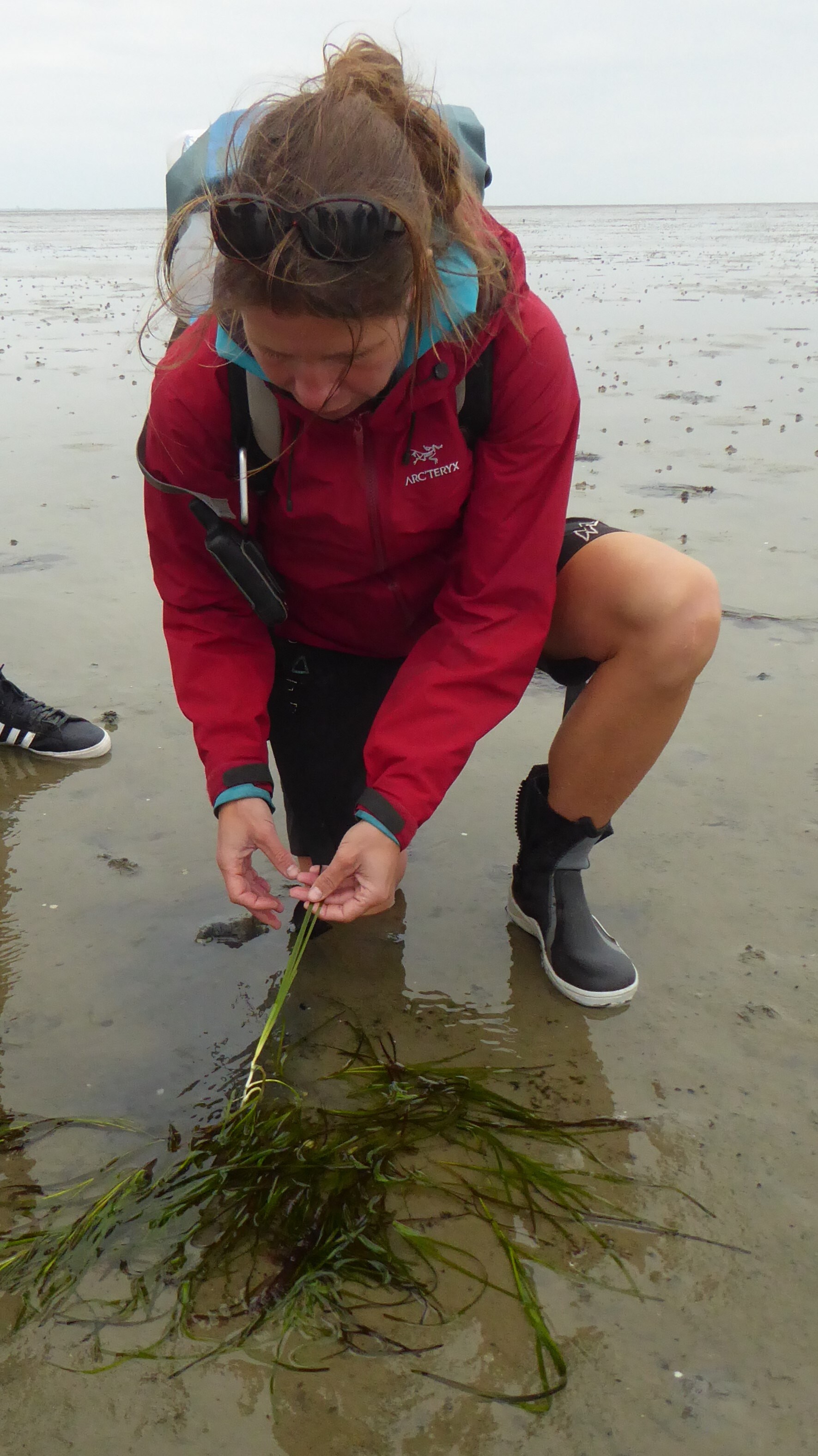 De terugkeer van zeegras op de Wadden | Trouw