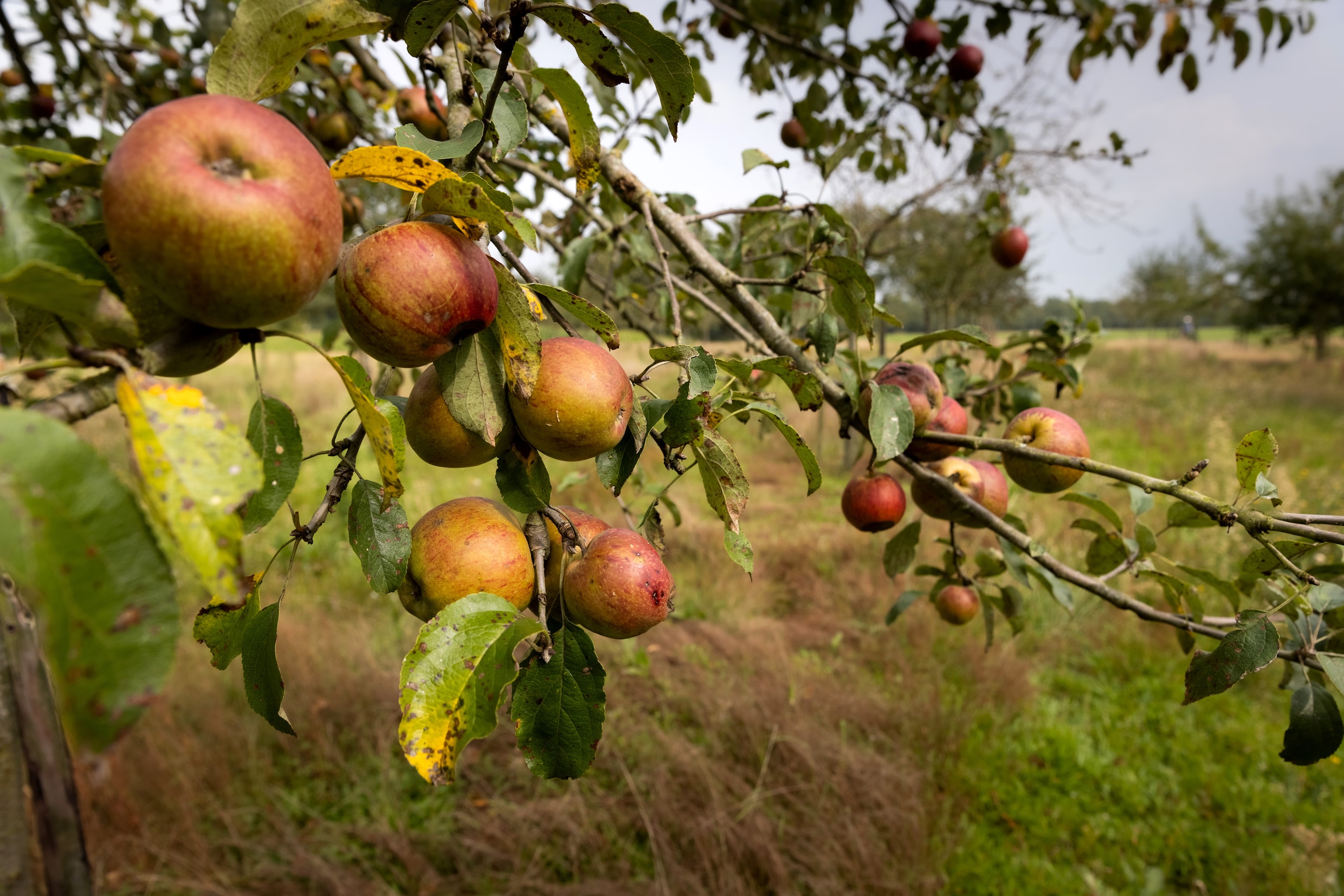 Nynke (40) en Frits (78) verzamelen oude appelrassen. ‘De lekkerste ...