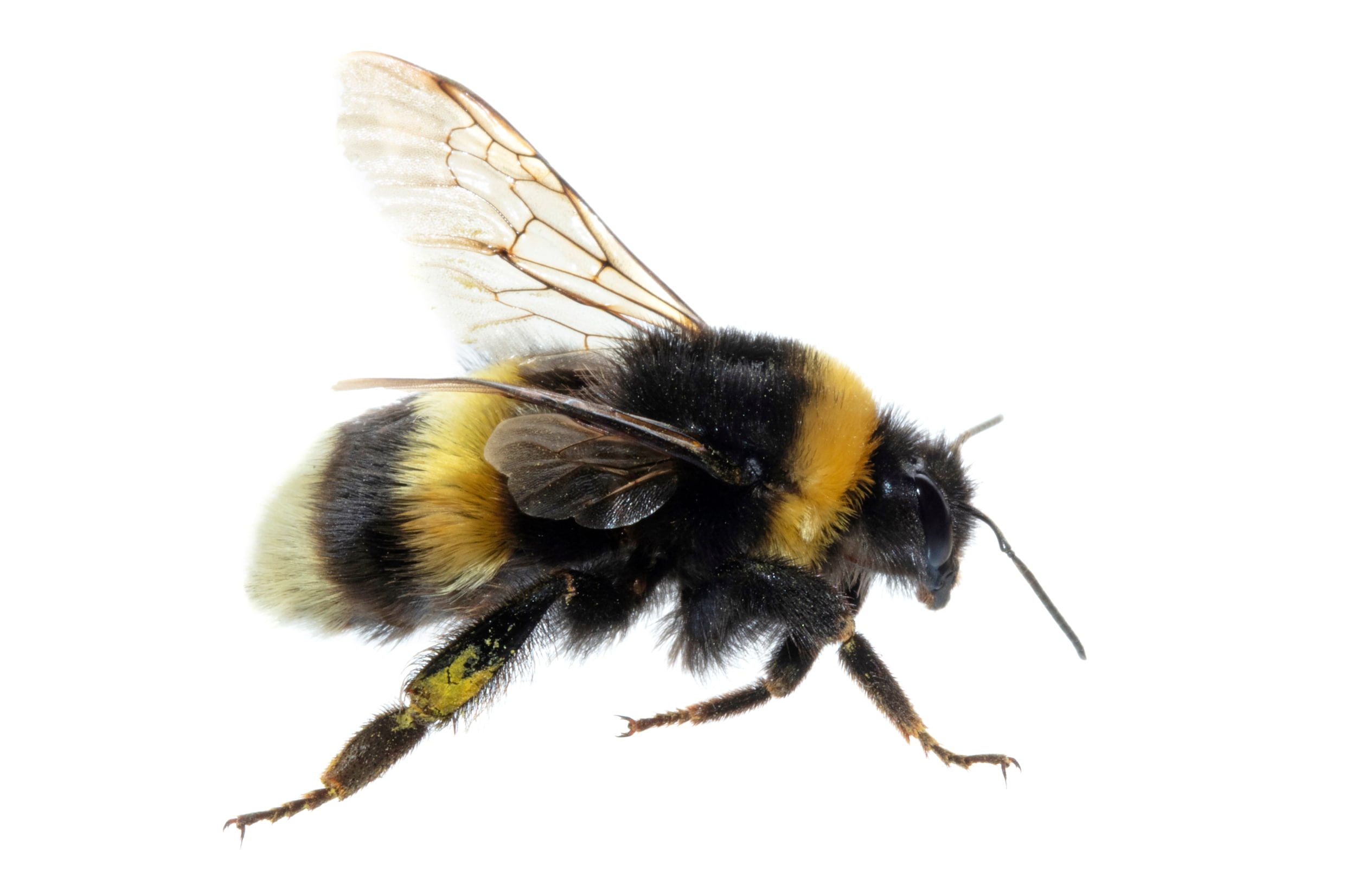 Hoeveel hommels en wilde bijen mogen sterven door pesticiden? De ...