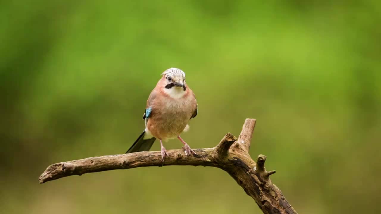 Eikels gezocht: tienduizenden gaaien trekken nu door ons land, op zoek ...