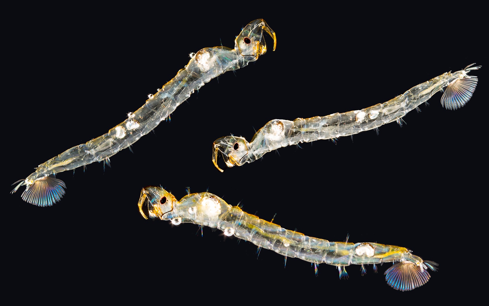 Het gaat best goed met de waterinsecten | Trouw
