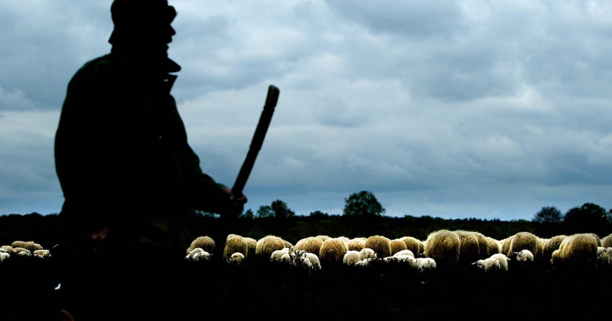 Schaapherders zijn niet tegen de wolf, maar wel bezorgd | Trouw