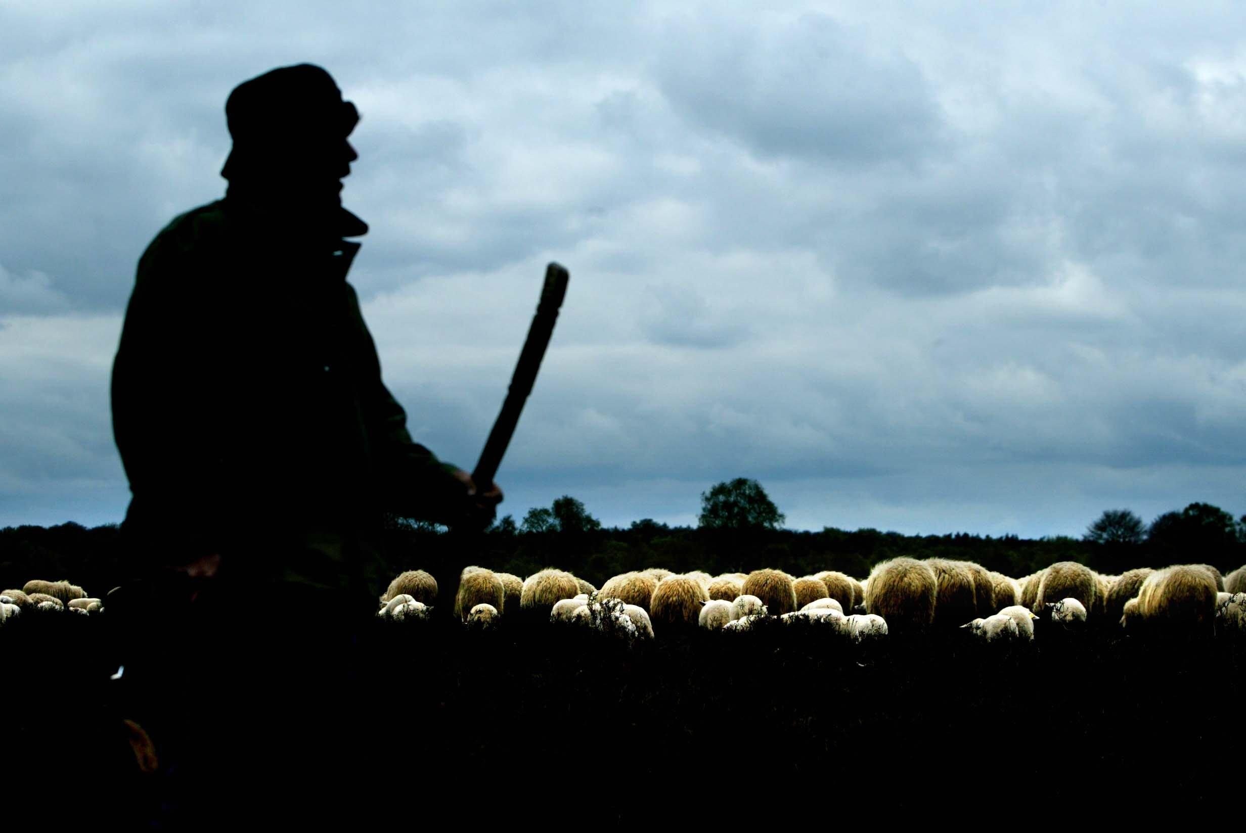 Schaapherders zijn niet tegen de wolf, maar wel bezorgd | Trouw