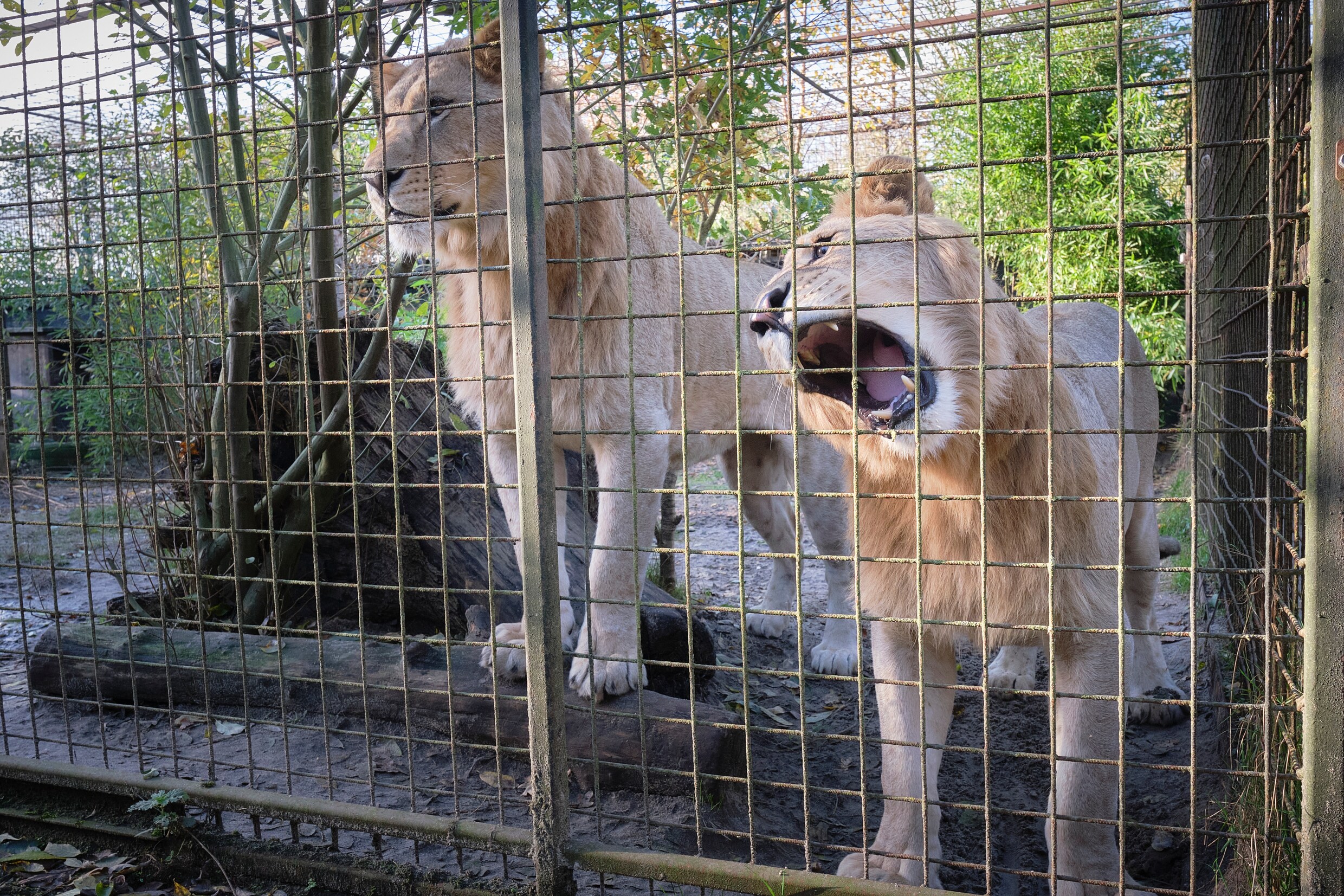 Na verwaarlozing ontstressen leeuw Bobby en tijger Tzesar in Friesland ...